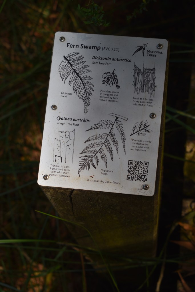 Endeavour Fern Gully, Red Hill – Born To Travel Australia